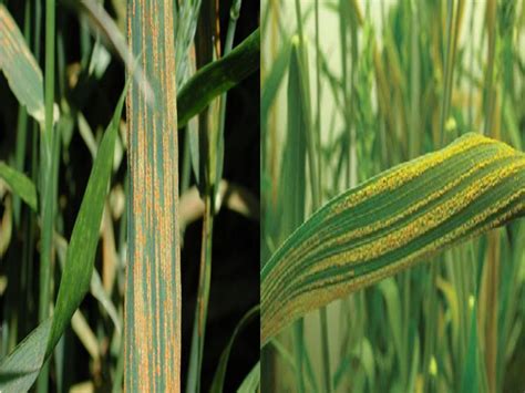 Rust Causes Yellowishness In Wheat Checking Methods And Management Strategies Times Agriculture