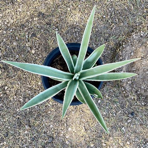 Agave Angustifolia ‘marginata Phoenix Desert Nursery