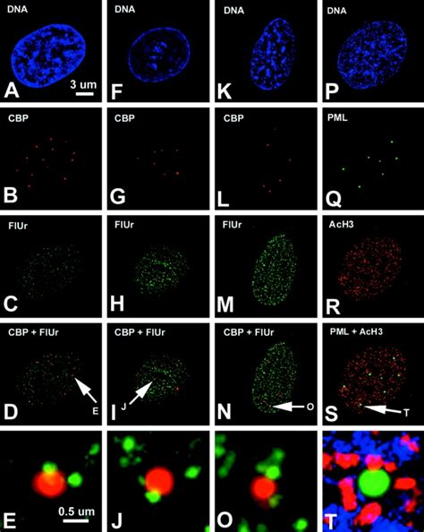 Digital Deconvolution Microscopy Of Sk N Cells Pulsed With Fu For 2 Download Scientific Diagram