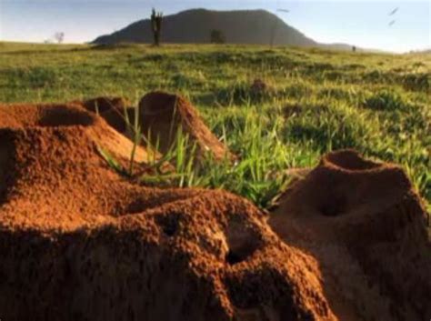 O Ambiente Nosso Amigo A Formiga E O Formigueiro