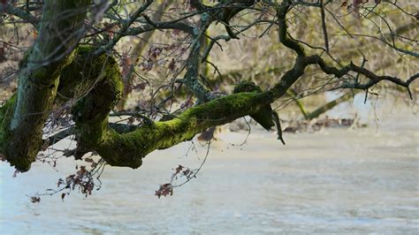 Tree Branches Hanging Over The River 17372844 Stock Video At Vecteezy
