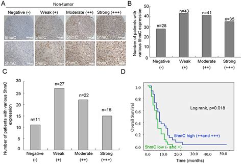 The Level Of 5 HmC In Non Tumor Tissues Was Associated With HCC Download Scientific Diagram