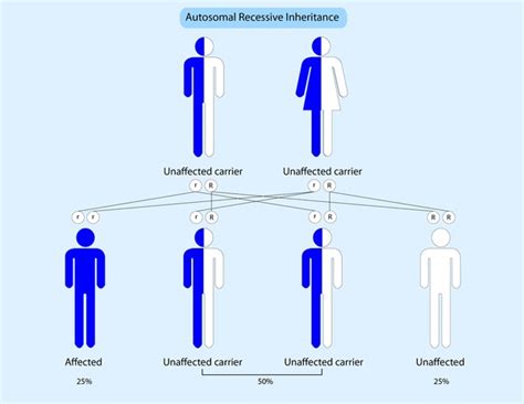 273 Autosomal Recessive Inheritance Afbeeldingen Stockfoto‘s 3d Objecten En Vectoren
