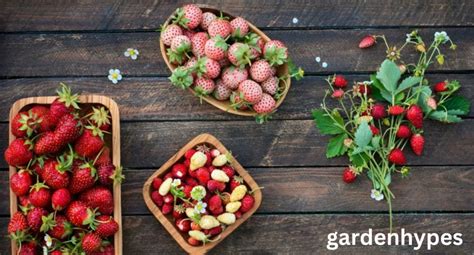 Strawberry Varieties A Complete Guide To The Best Types Of Strawberries