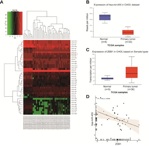 Expression Of Mir 455 And Zeb1 In Human Cholangiocarcinoma Tissue