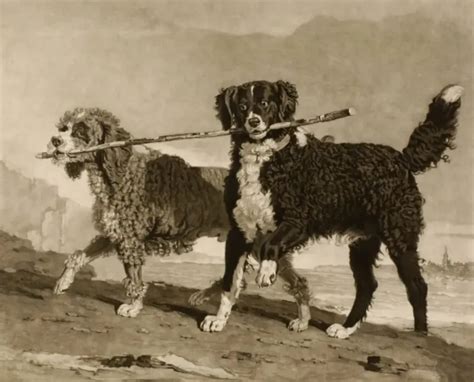 15 Extinct Dog Breeds And Their Lasting Legacy