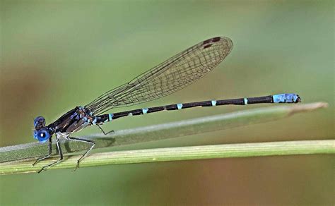 The Damselfly A Delicate Predator Of The Pond