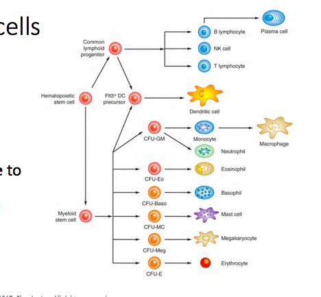 Immunity Cell Types Origins Functions Flashcards Quizlet