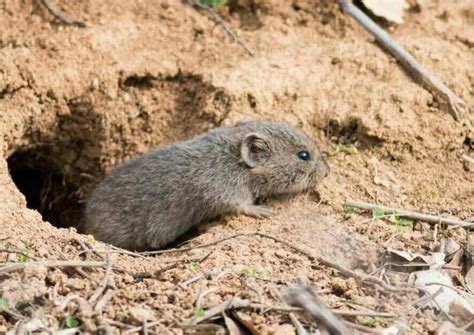 Vole Behavior Animalbehaviorcorner