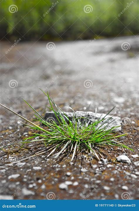Grass Bunch Stock Photo Image Of Springtime Beauty 19771140