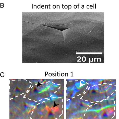 Nanoindentation On Cells With Different Colors And Handedness A Sem