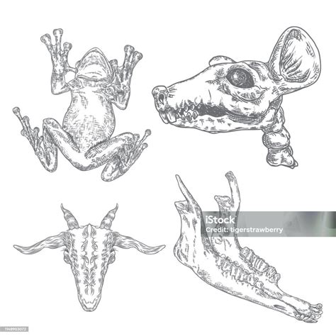 파충류 개구리 두 꺼 비 쥐 두개골 염소 또는 양 턱 뼈 염소 머리의 집합입니다 장식 그려진 주술 부두 마법 속성의 양식에 일치 시키는 그림 할로윈에 대 한 그림입니다 벡터