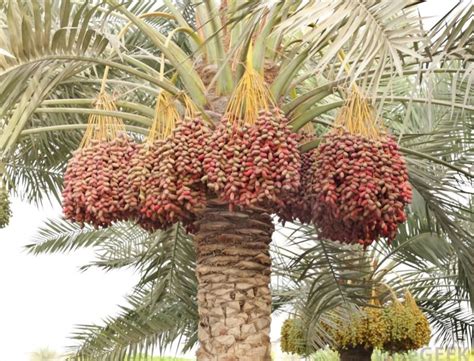 Medjool Date Palm Seedling Organic