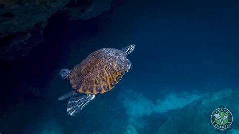 Devils Den Turtle Vegan Voyagers