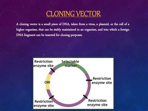 Cloning Vectors And Gene Constructs