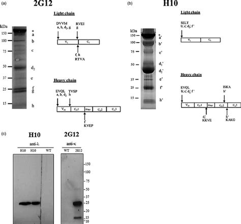 N Terminal Sequencing Results And Cleavage Sites For Antibody Download Scientific Diagram