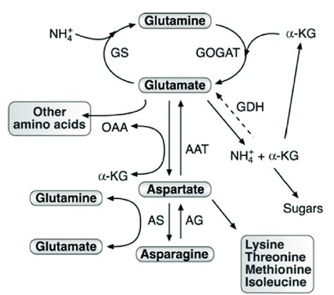 Aspartic Acid Metabolism Download Scientific Diagram