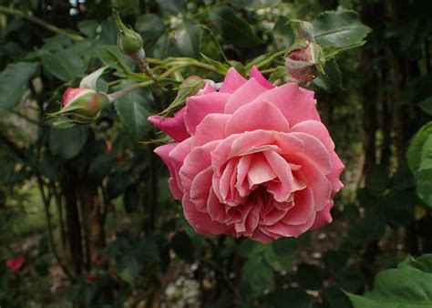 Rosier Anne Dakin Rosa Anne Dakin Taille Entretien