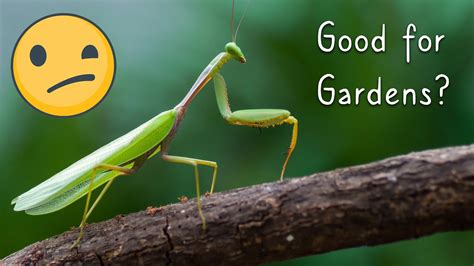 Praying Mantis For Stink Bug And Spotted Lanternfly Pest Control In Gardens Mantis Vs Hummingbird
