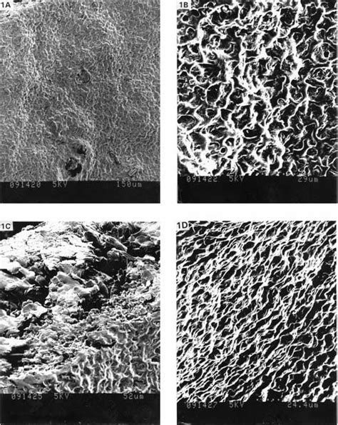Sem Micrographs Of A Algelapeg Composite Matrix Prepared At 20 C