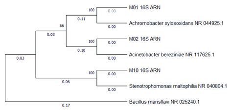 Dendrogram Of Bacterial Groups Isolated At The Mfcs Anode With Papaya Download Scientific