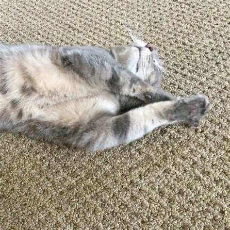 Gavin Singer Youtube