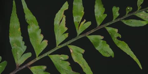 Asplenium Cuspidatum Ferns And Lycophytes Of The World
