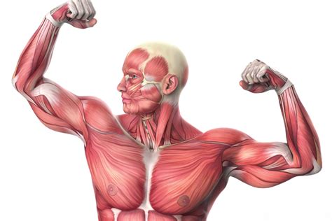 Types Of Muscle Fibers Its Influence On Muscle Growth Athletic Performance