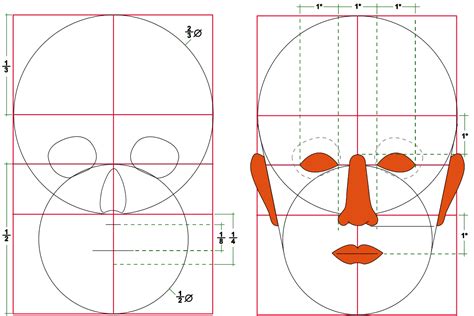 Filehuman Head Proportionssvg Wikipedia