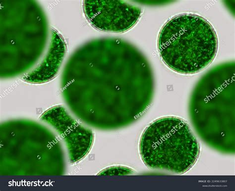 Unicellular Algae Microscope