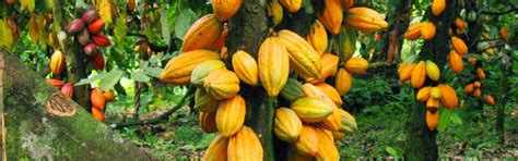 Cocoa Fertilizer Initiative Idh The Sustainable Trade Initiative