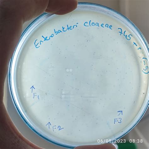 Enterobacter Cloacae Bacteriophage 200745f Mikroliz