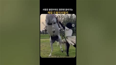 사람은 붙잡아둬도 말에겐 끌려가는 메랍 드발리쉬빌리 ㅋㅋㅋ Youtube