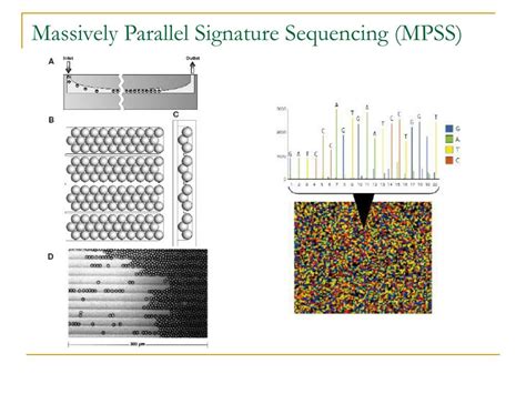 Ppt Gene Expressions Analysis By Massively Parallel Signature