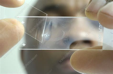 Placing Coverslip On Microscope Slide Stock Image C054 9393