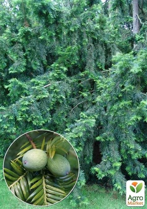 Торрея Грандіс Torreya Grandis дуже рідкісна колекційна рослина купити поштою в Одесі Києві