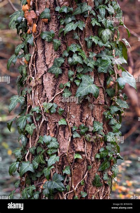 Ivy Stock Photo: 21947284 - Alamy