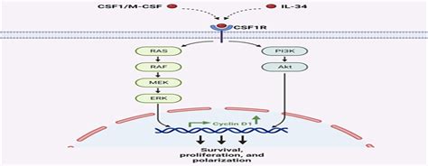 Csf1r Cd115 Is A Helpful Marker For The Distinction Of Flori The American Journal Of