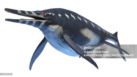 Shonisaurus Ichthyosaur Illustration High Res Vector Graphic Getty Images
