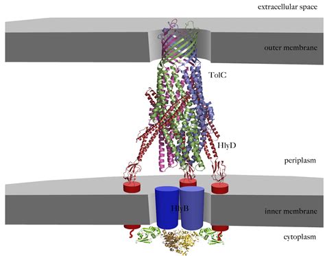 Type 1 Secretion System