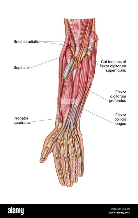 Forearm Muscles Diagram Flexor Carpi Ulnaris Anatomyapp