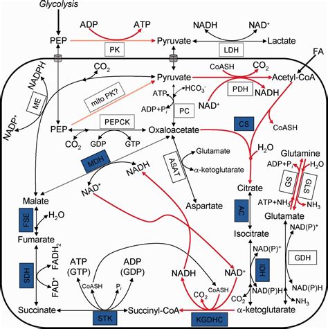Citric Acid Cycle