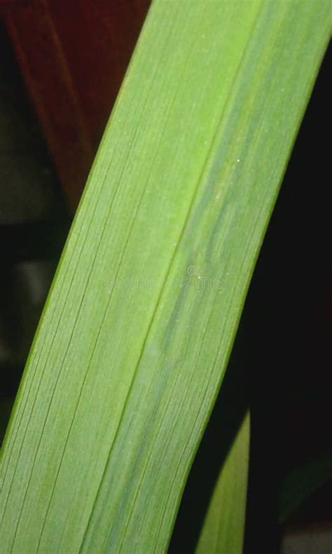 Vein Of Dry Leaf Stock Image Image Of Leaves Transparent