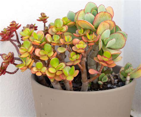 How To Propagate Elephant Bush Succulent Our…