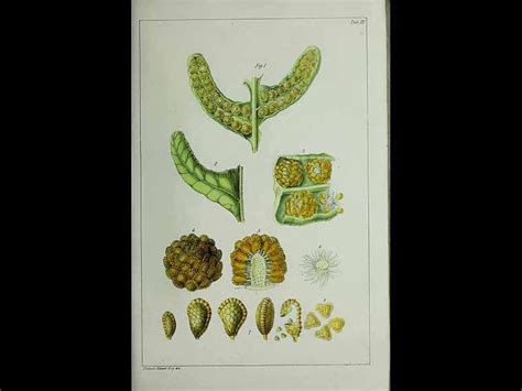 Franz Andreas Bauer Linda Hall Library