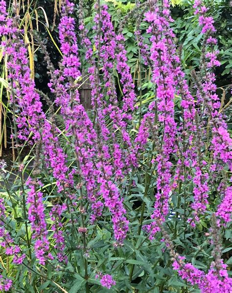 Purple Loosestrife Lythrum Salicaria Pond Plant Marginal Bog Aquatic