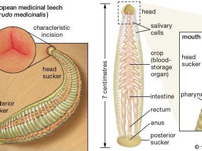 Leech External Anatomy