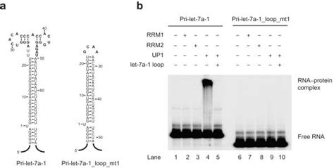 Antagonistic Role Of Hnrnp A1 And Ksrp In The Regulation Of Let 7a