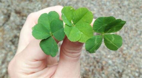 11 Lucky Facts About The Four Leaf Clover The Fact Site