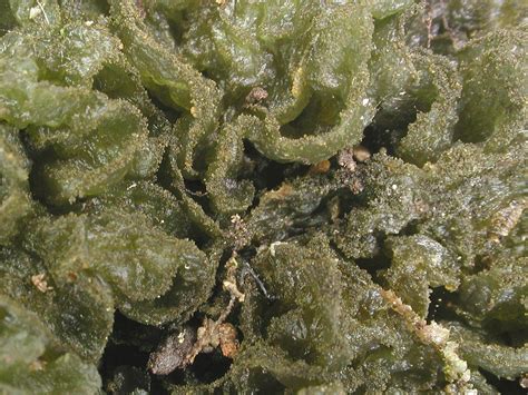 Lichen Gallery Leptogium Leptogium Brebissonii Bbbb1777